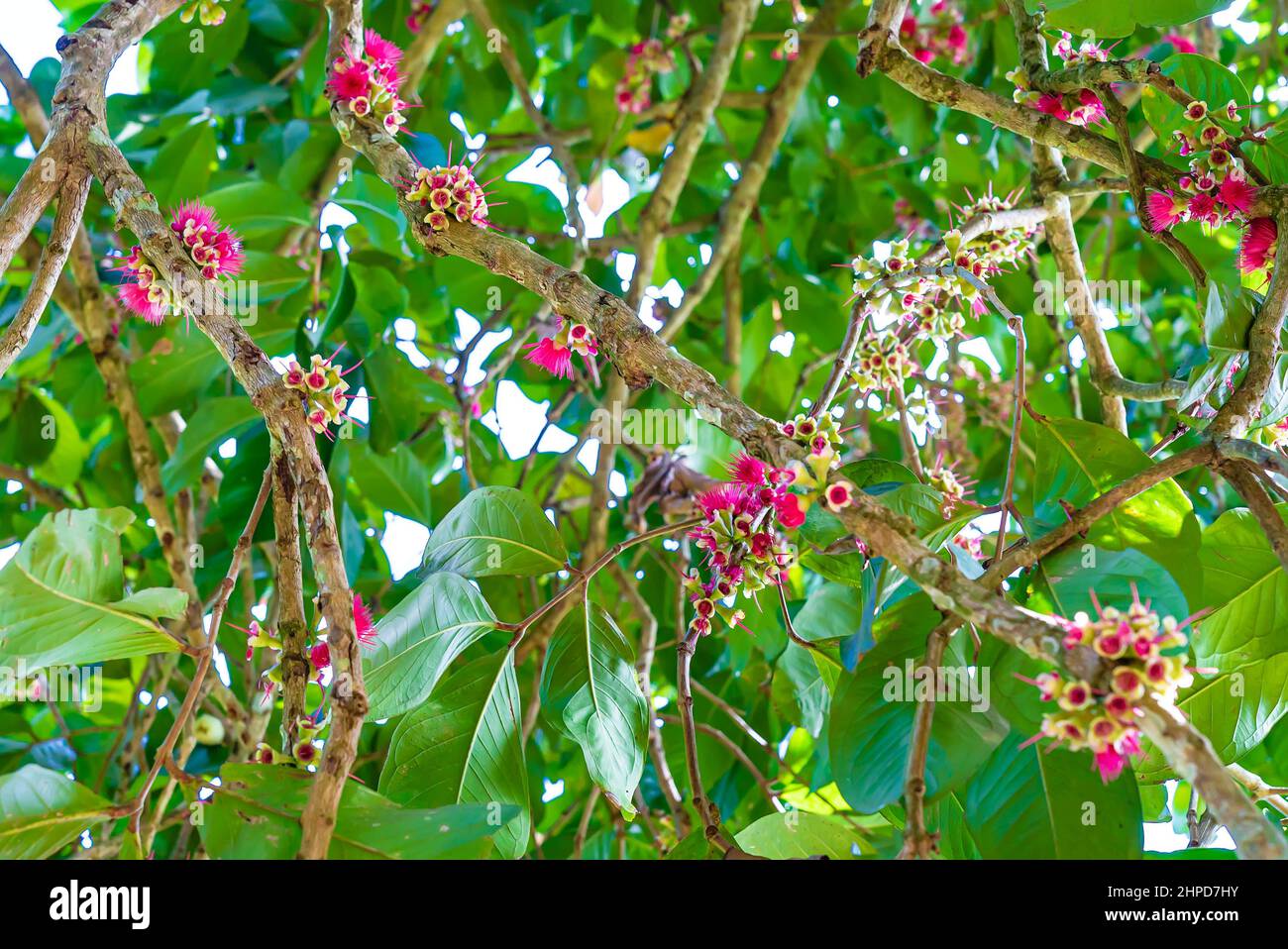 The beautiful deep pink flower of Malay rose apple. Syzygium malaccense ...