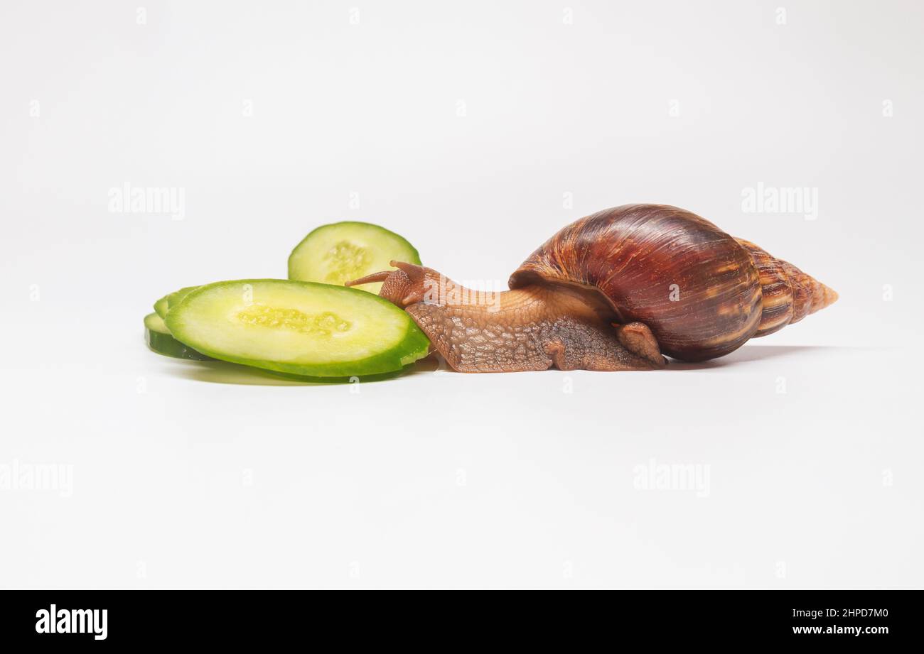 snail and cucumber on white background Stock Photo - Alamy