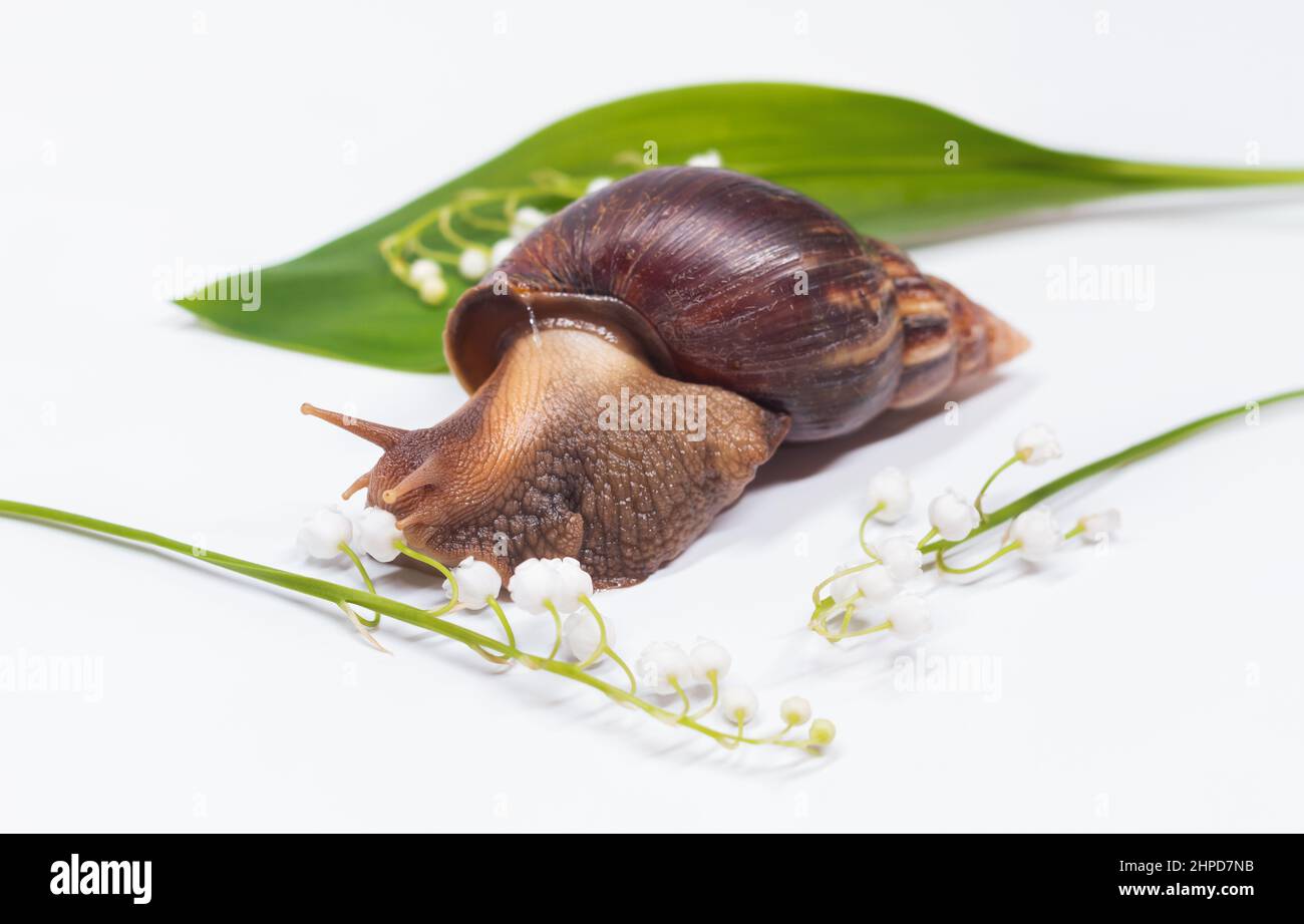 snail and spring flowers on white background Stock Photo - Alamy