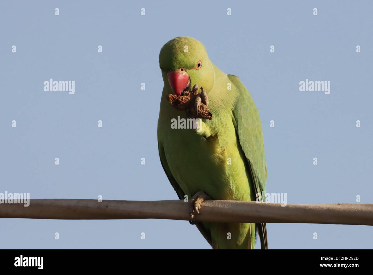 Nose ringed hi-res stock photography and images - Alamy