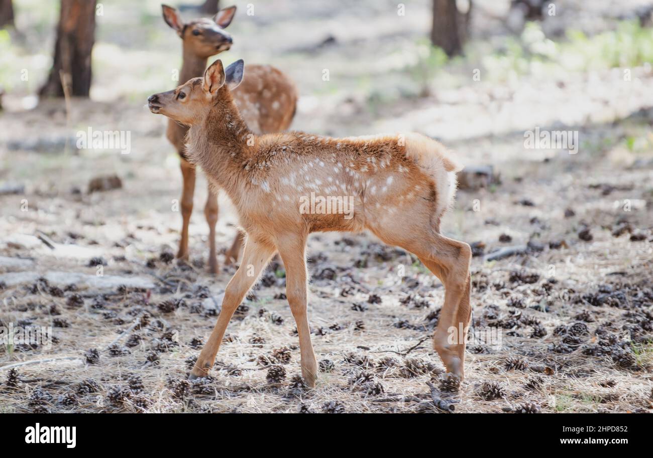 Deer Fawn, Bambi, capreolus. White-tailed young roe. Beautiful wildlife ...