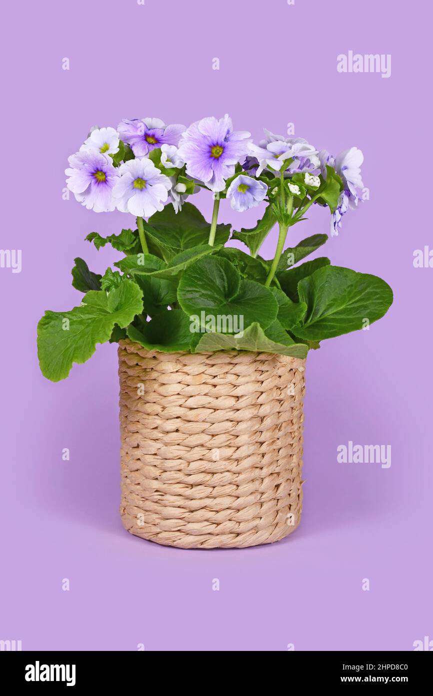 Potted 'Primula Acaulis Sweet Kisses' primrose in basket flower pot on ...
