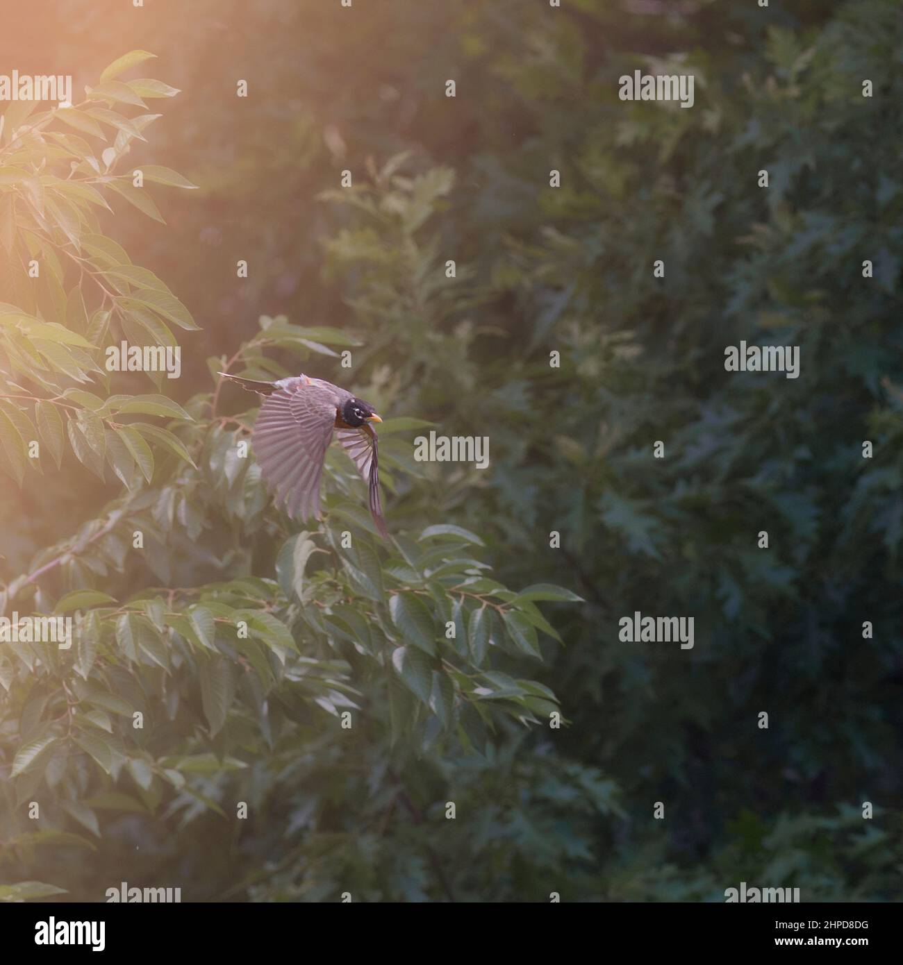 Backyardbirds hi-res stock photography and images - Alamy