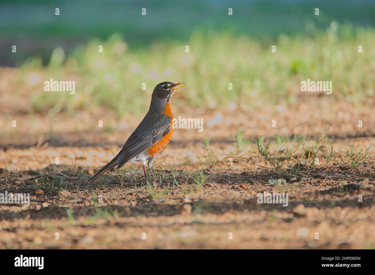 American Red Robin with a kill Stock Photo - Alamy