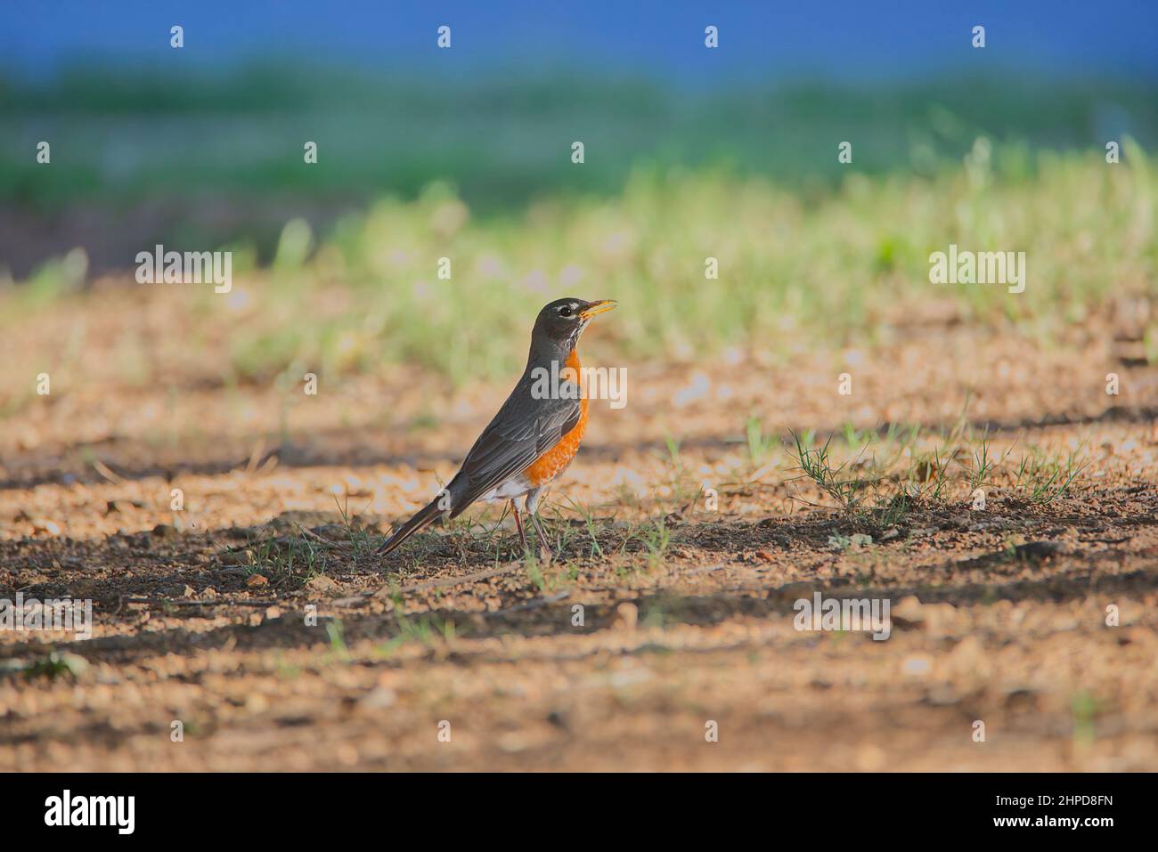 American Red Robin with a kill Stock Photo - Alamy