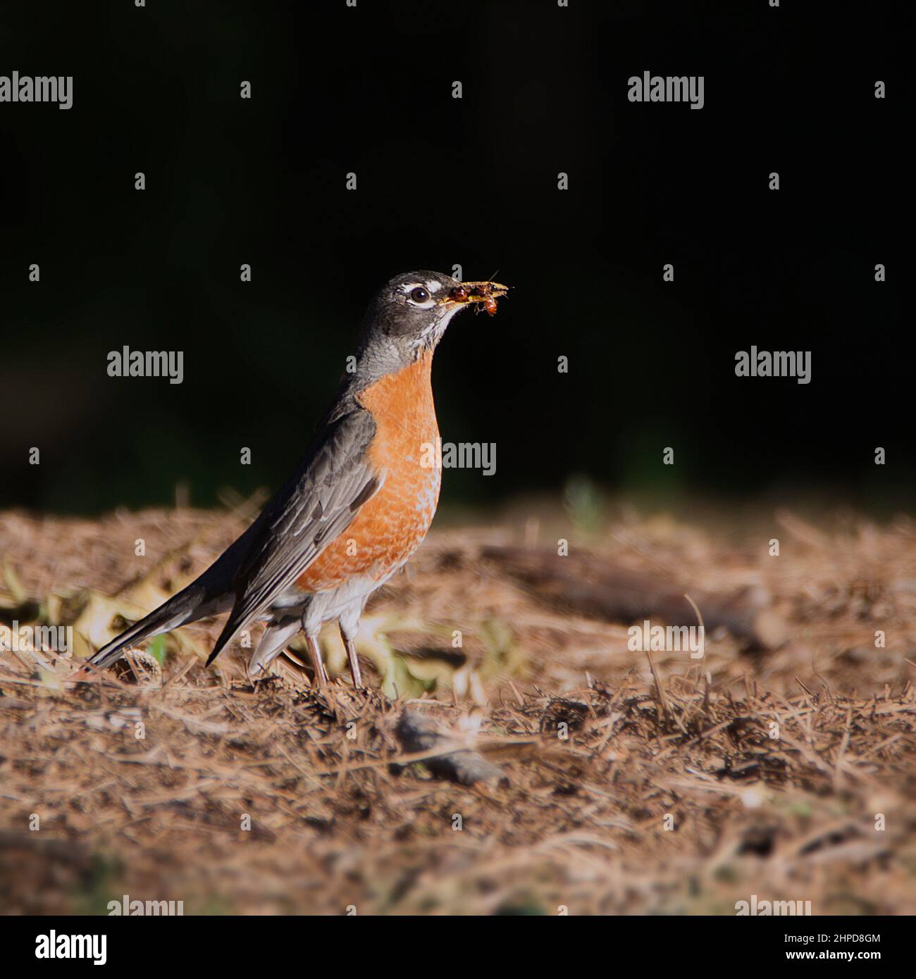 Americanrobin hi-res stock photography and images - Alamy
