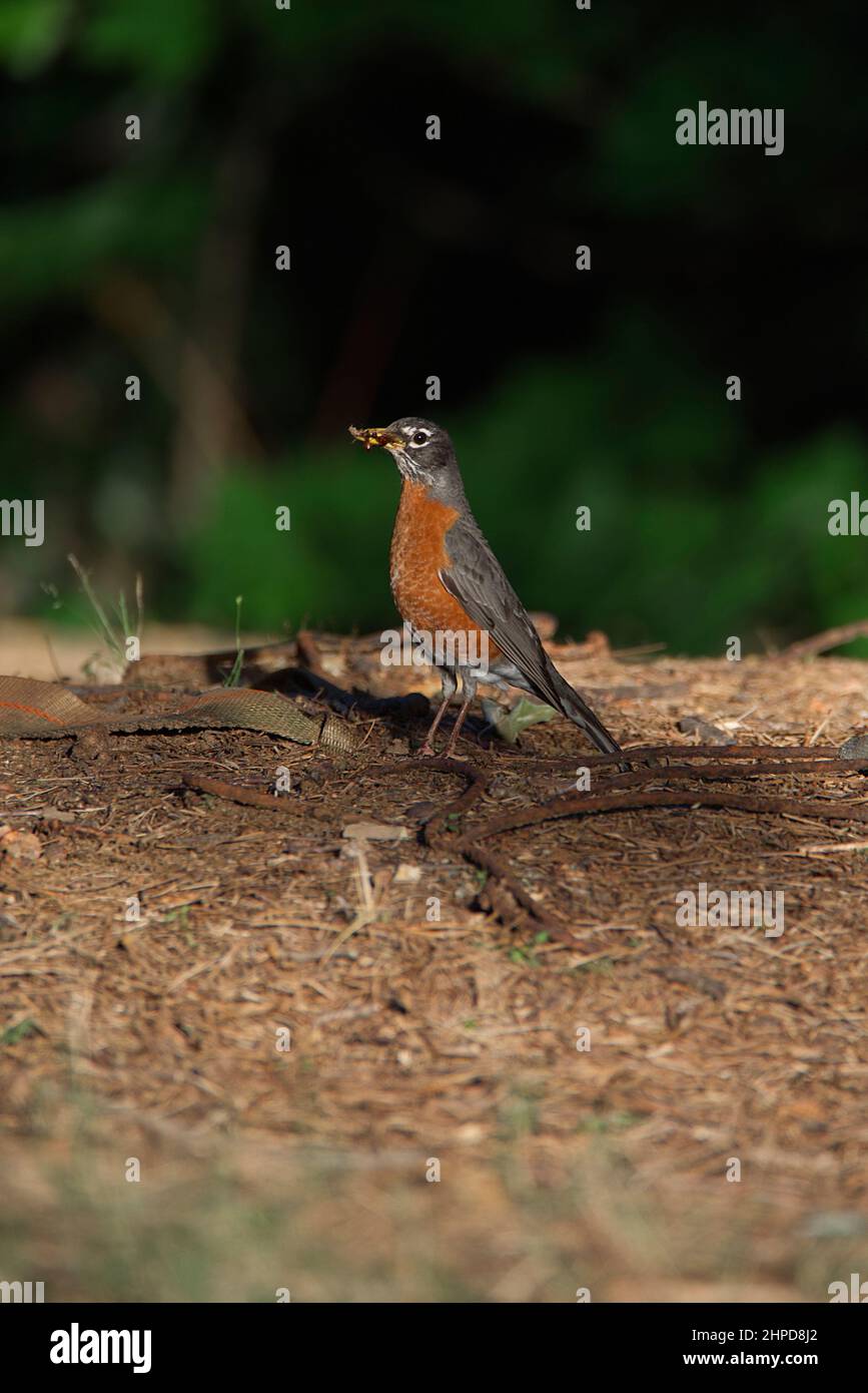 American Red Robin with a kill Stock Photo - Alamy