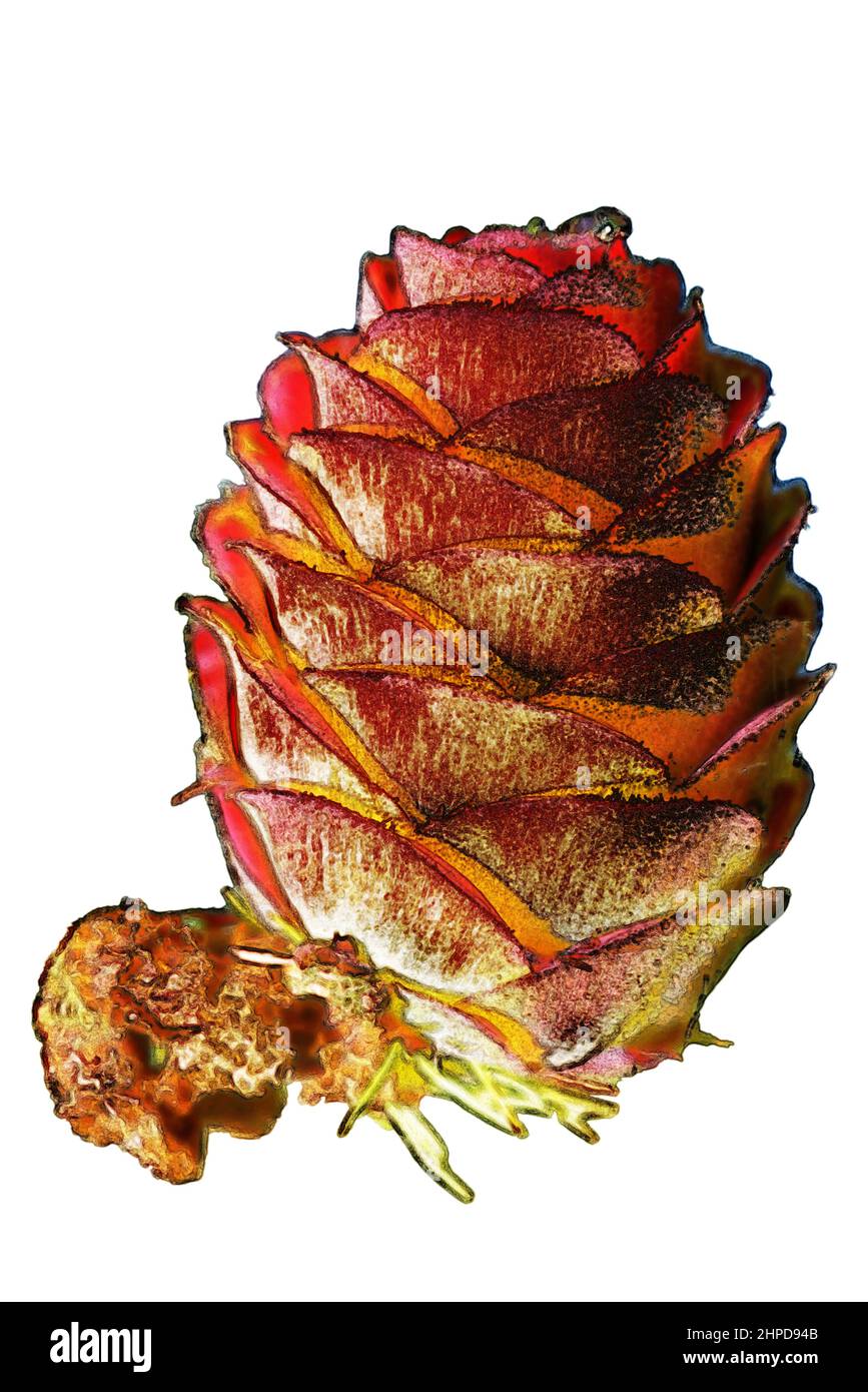 Young ovulate cone of larch tree in spring, beginning of May Stock ...