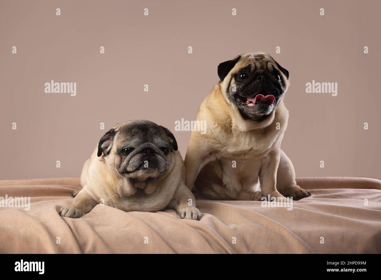 Beautiful year old black hi-res stock photography and images - Alamy