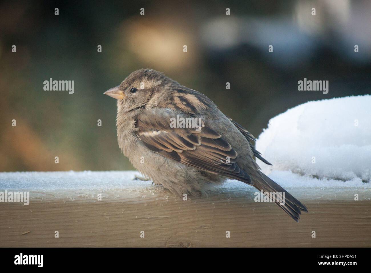 Common house sparrow in hi-res stock photography and images - Alamy