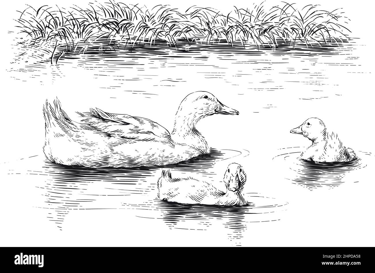 Duck And Ducklings Drawing