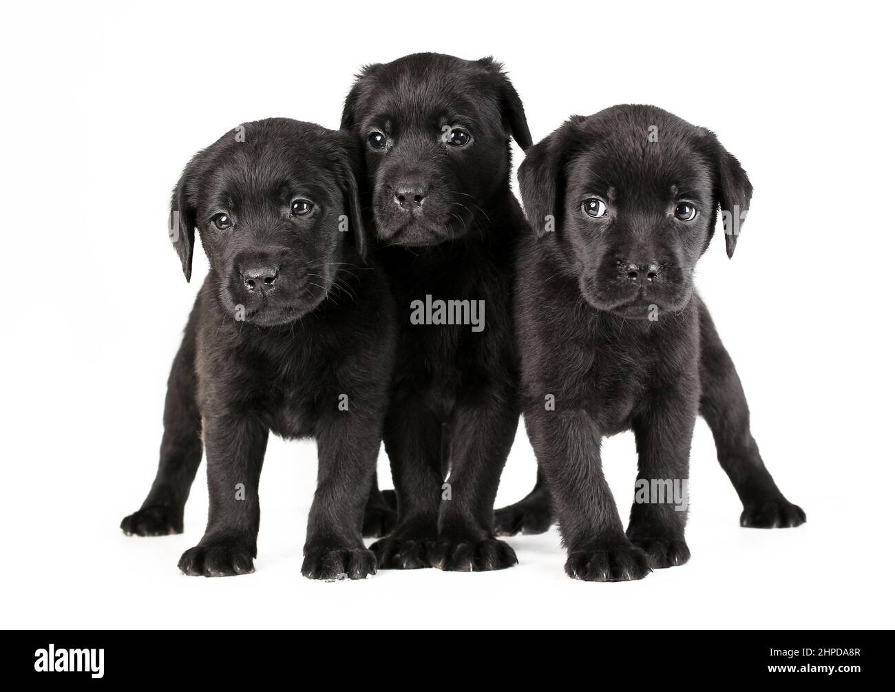 Three cute black puppies of labrador retriever breed isolated on white ...