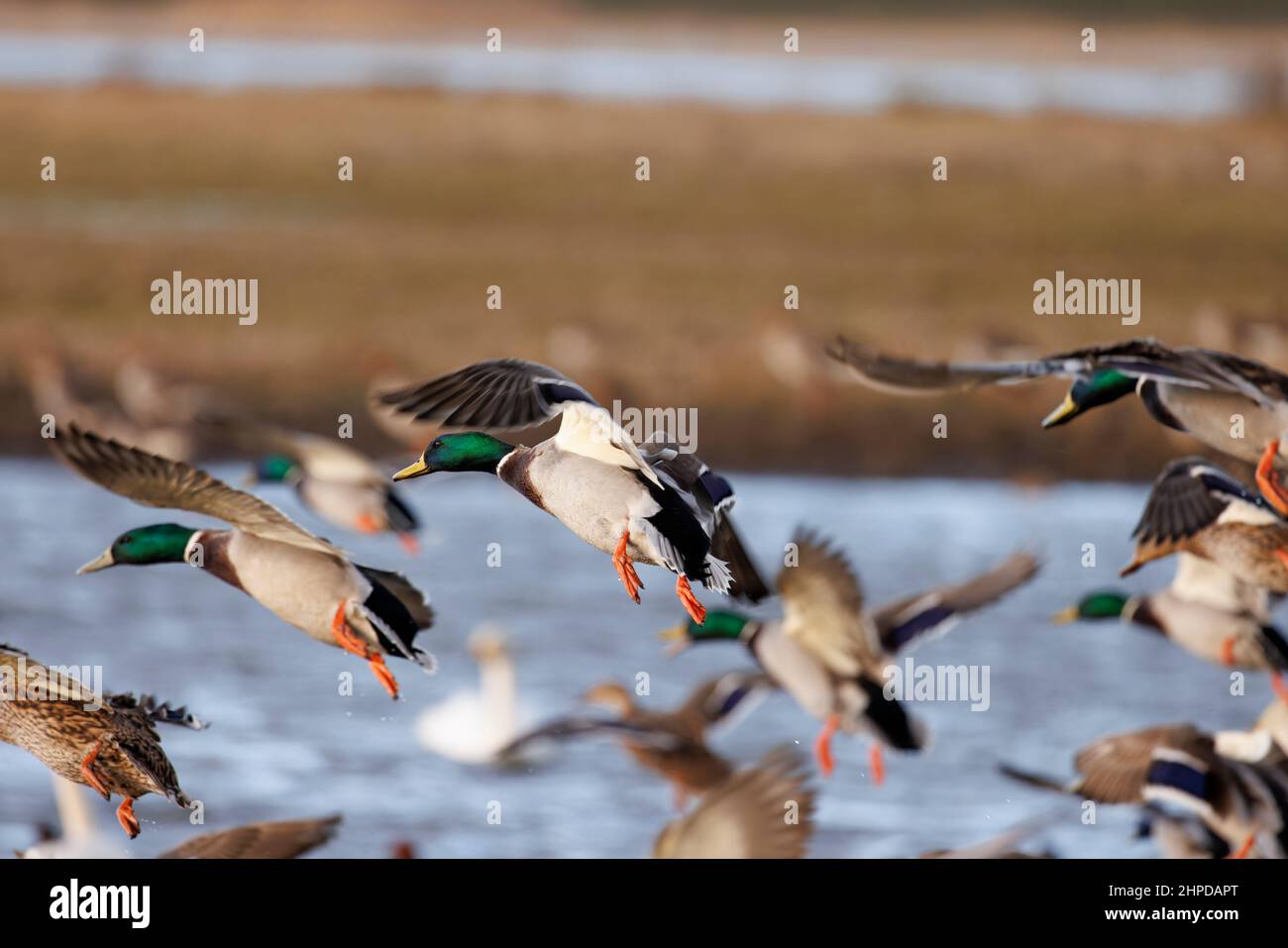 Mallard Anas platyrhynchos in flight, wings outstretched with other ...