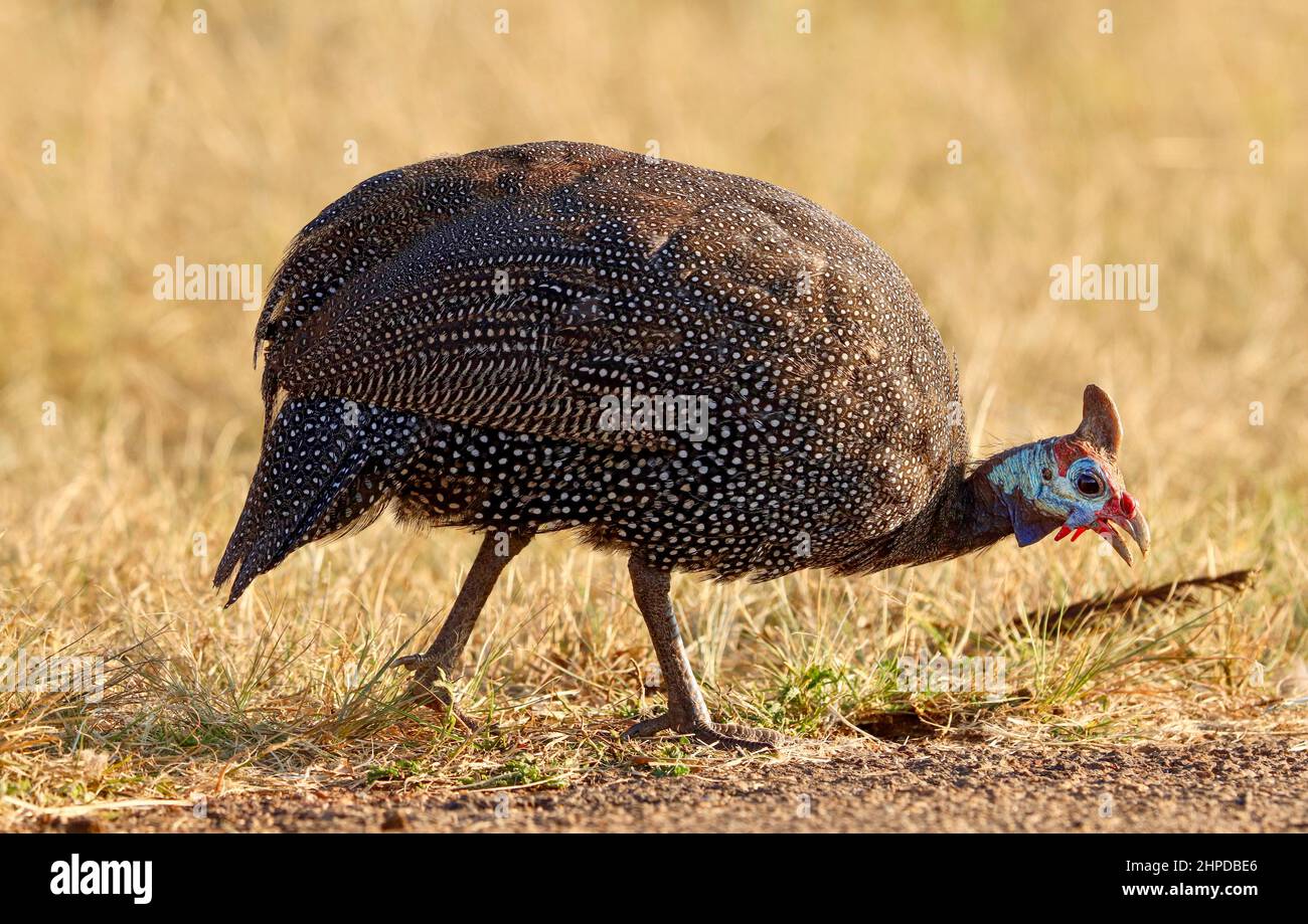 Helmeted Guineafowl, South Africa Stock Photo - Alamy