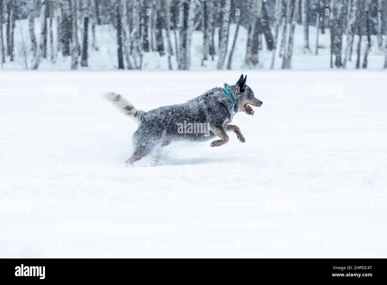 Australian cattle dog or blue heeler running on snow at winter nature ...