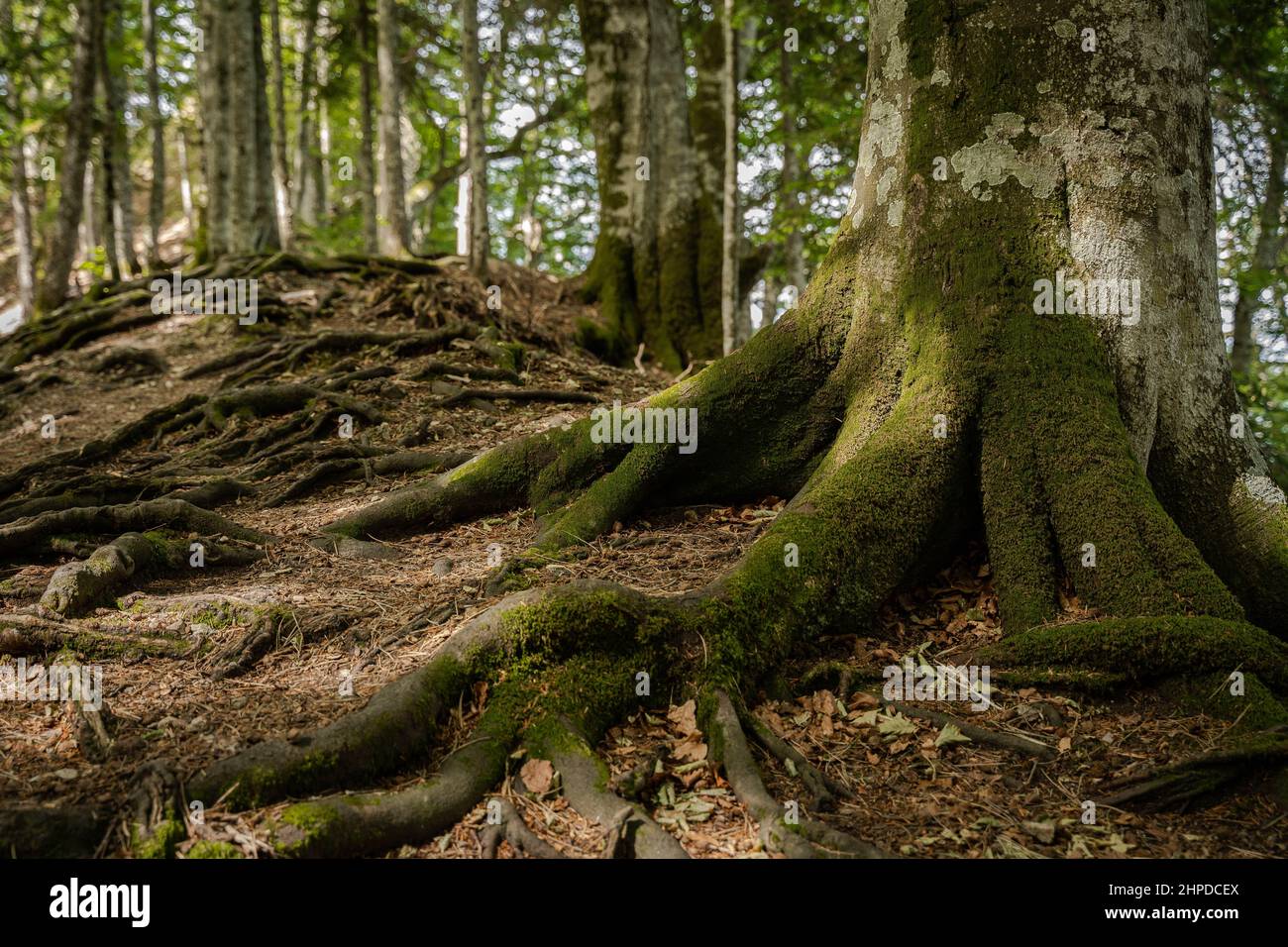 Scenic view of the roots of a huge tree covered with moss in the forest ...