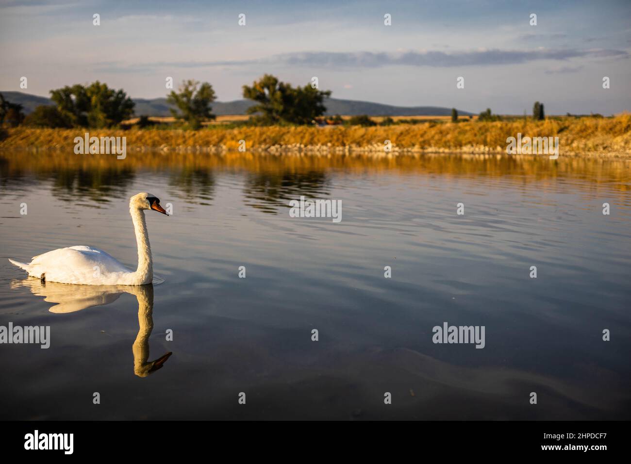 Beautiful portrait of a white lonely swan reflecting on the surface of ...