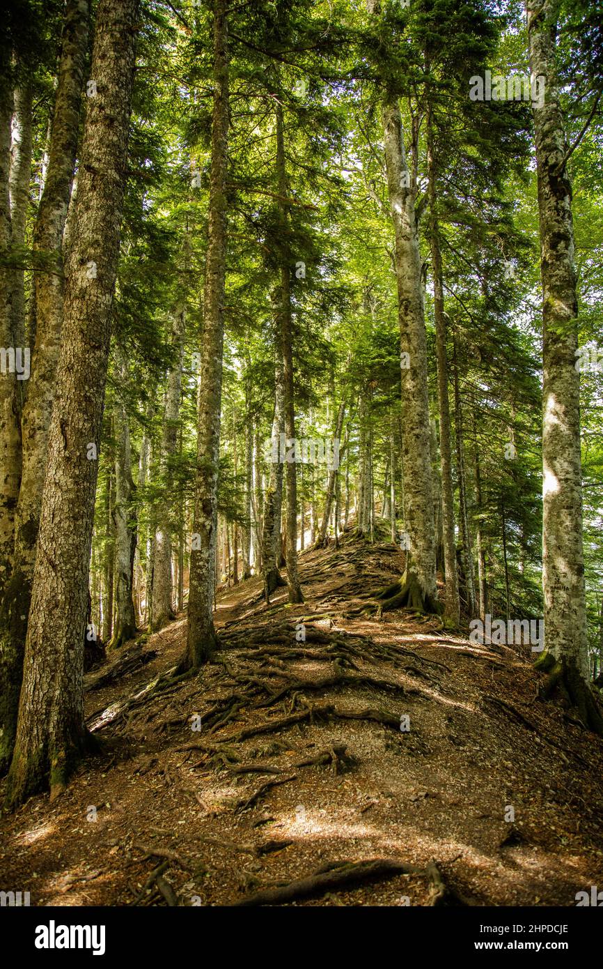 Vertical of green pine trees in a forest with sunlight beaming through ...
