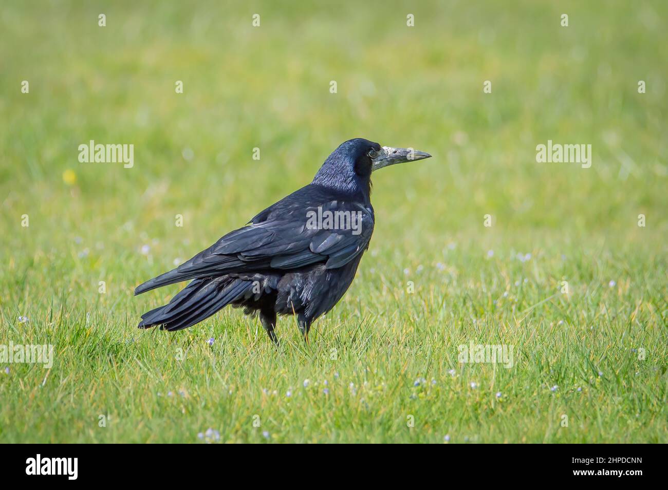 Rook bird hi-res stock photography and images - Alamy
