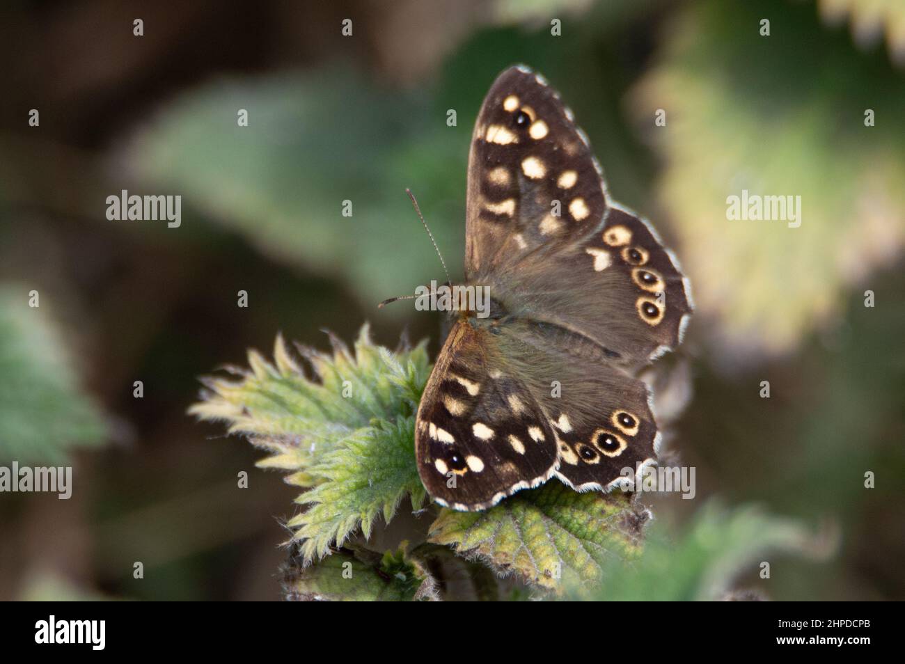 Butterfly on bramble leaf hi-res stock photography and images - Alamy