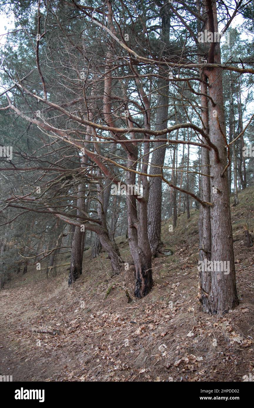 Trees with double trunks. pine trees growing on a hill Stock Photo - Alamy
