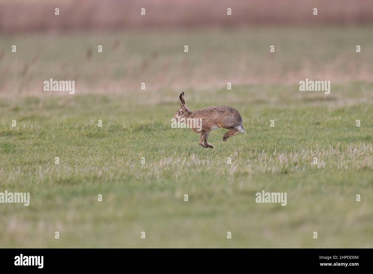 European Hare (Lepus europeaus) adult male running with a bouching gait ...