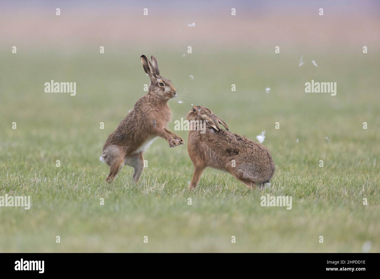 European Hare (Lepus europeaus) adult pair, 'boxing', female fighting ...