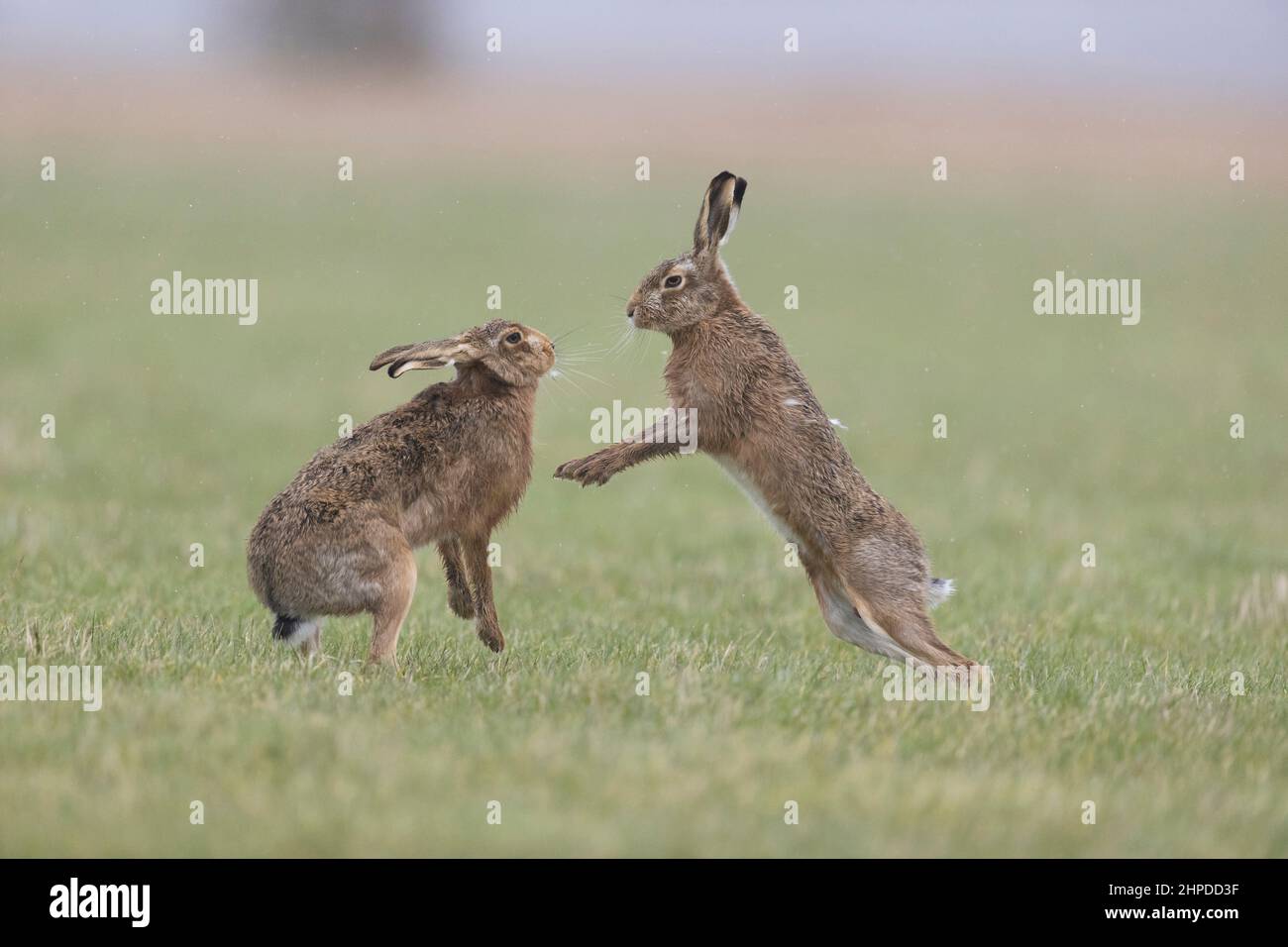 European Hare (Lepus europeaus) adult pair, 'boxing', female fighting ...