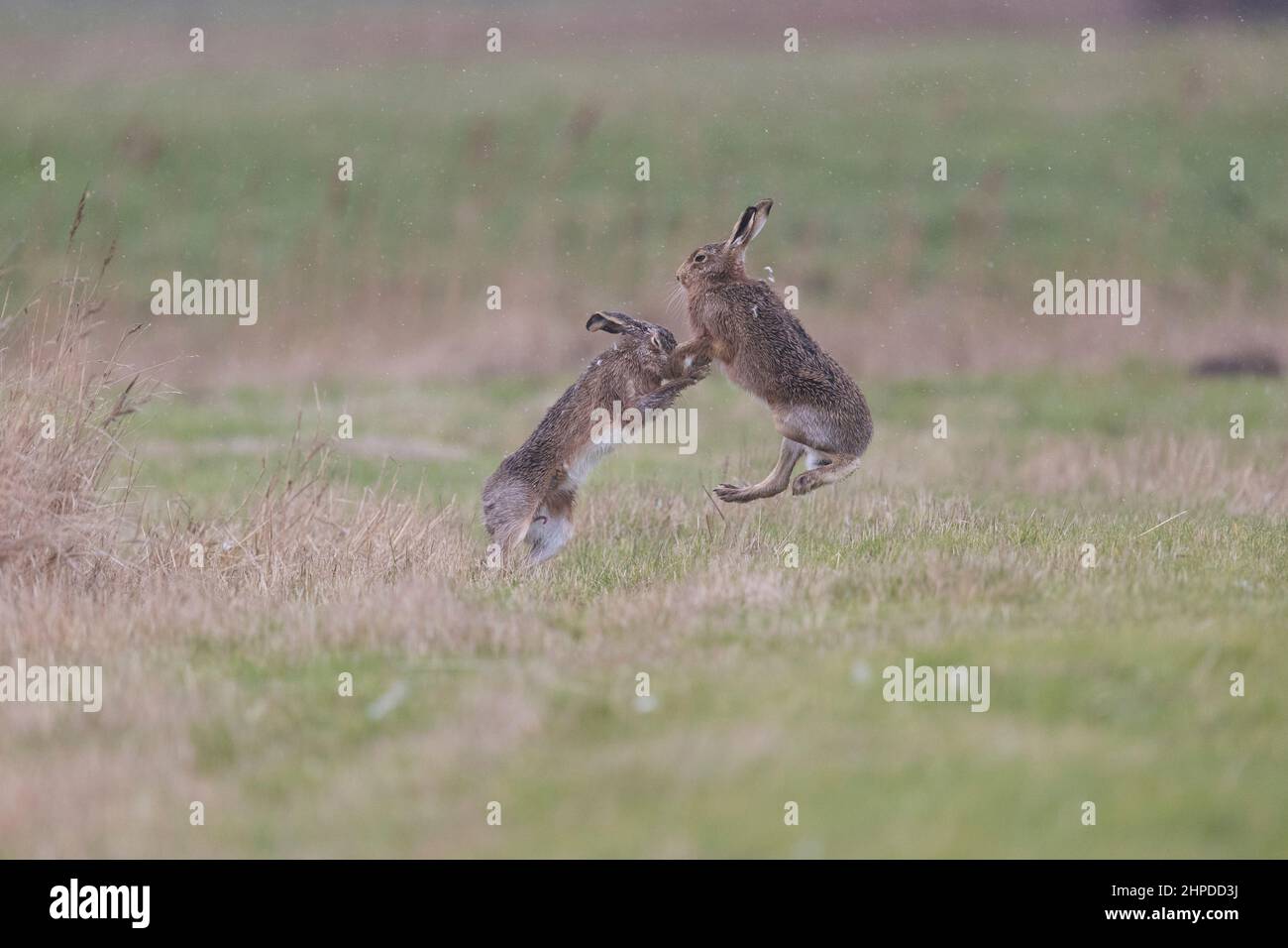 European Hare (Lepus europeaus) adult pair, 'boxing', female fighting ...