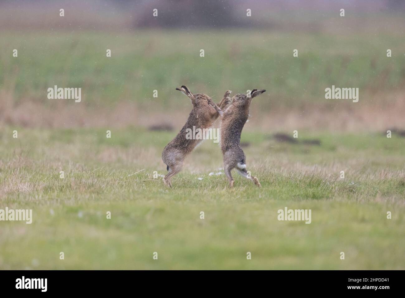 Female fighting hi-res stock photography and images - Alamy