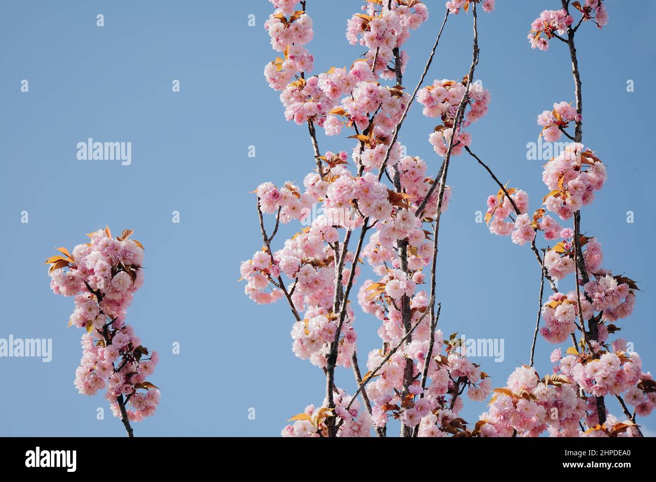 Spring vibes with pink bloom flowers on tiny tree branches at sky ...