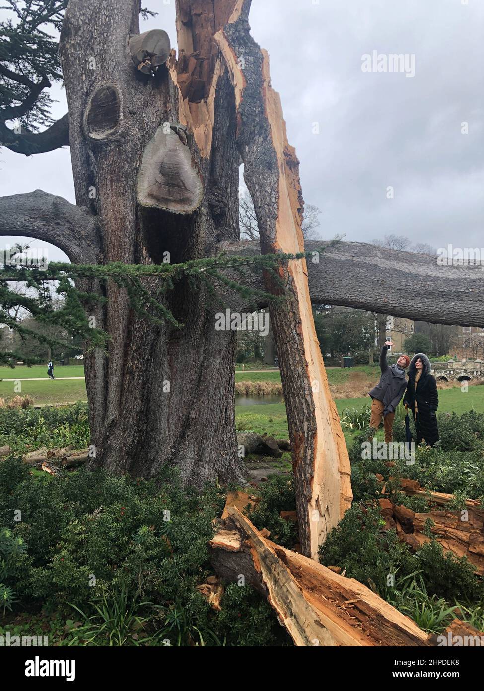 London, UK. February 20th, 2022. An historic cedar tree in Walpole Park ...