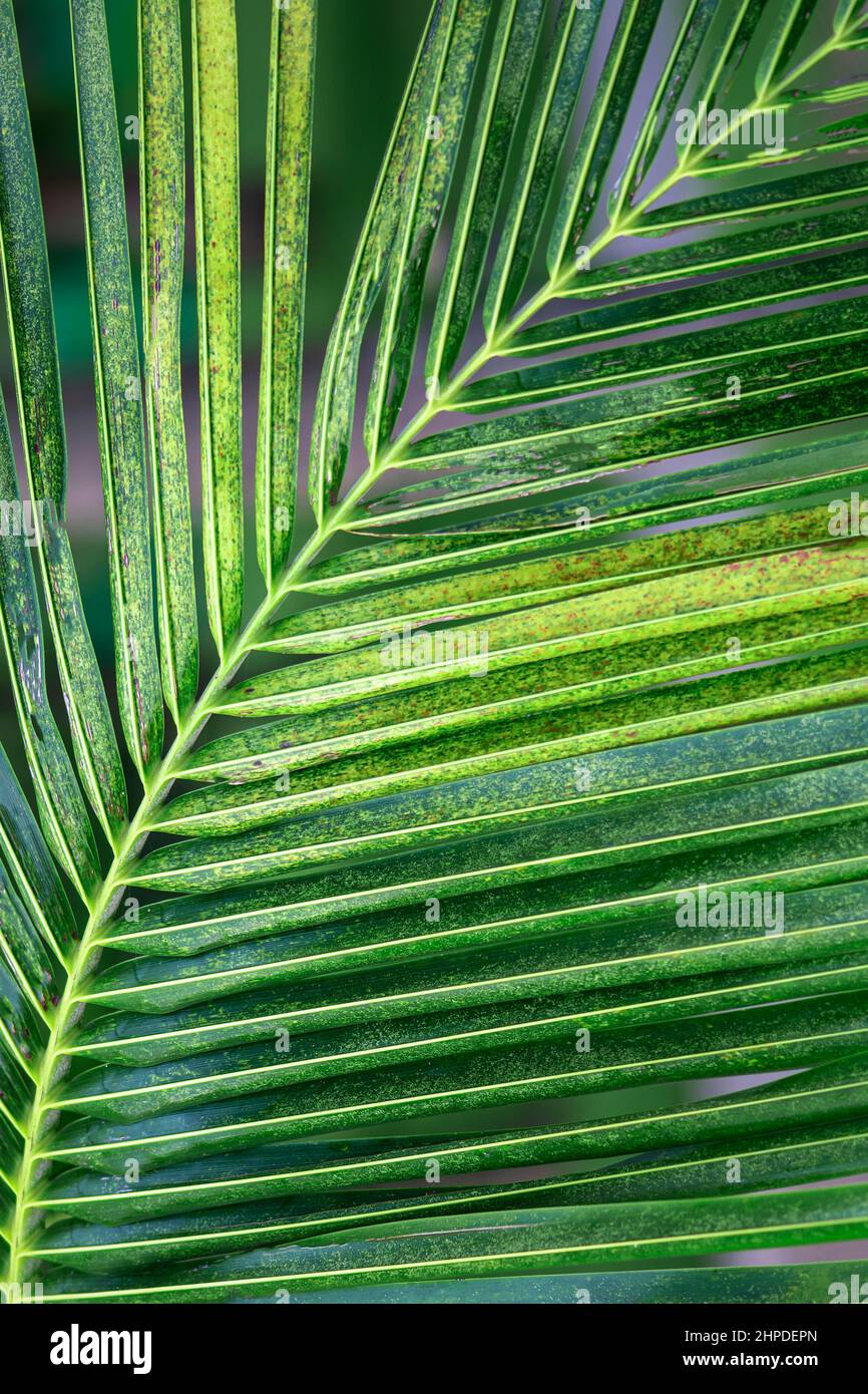 Close Up Texture Of A Green Palm Leaf Vertical Photo Background For