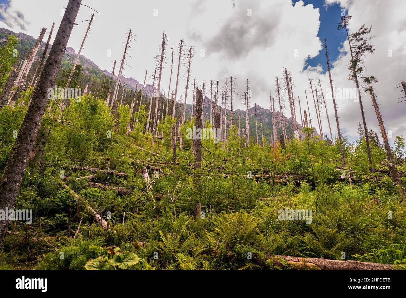Wide angle view of tall trees and dramatic clouds around polish ...