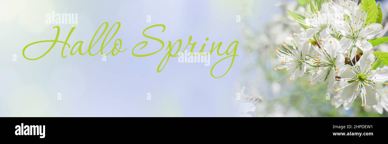 Spring background, spring flowers sakura. Spring background - spring ...