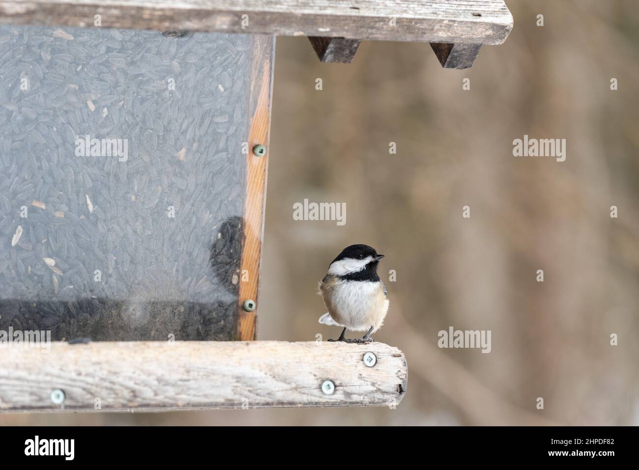 Black capped chickadee at a feeders in winter in the Cap-Tourmente ...