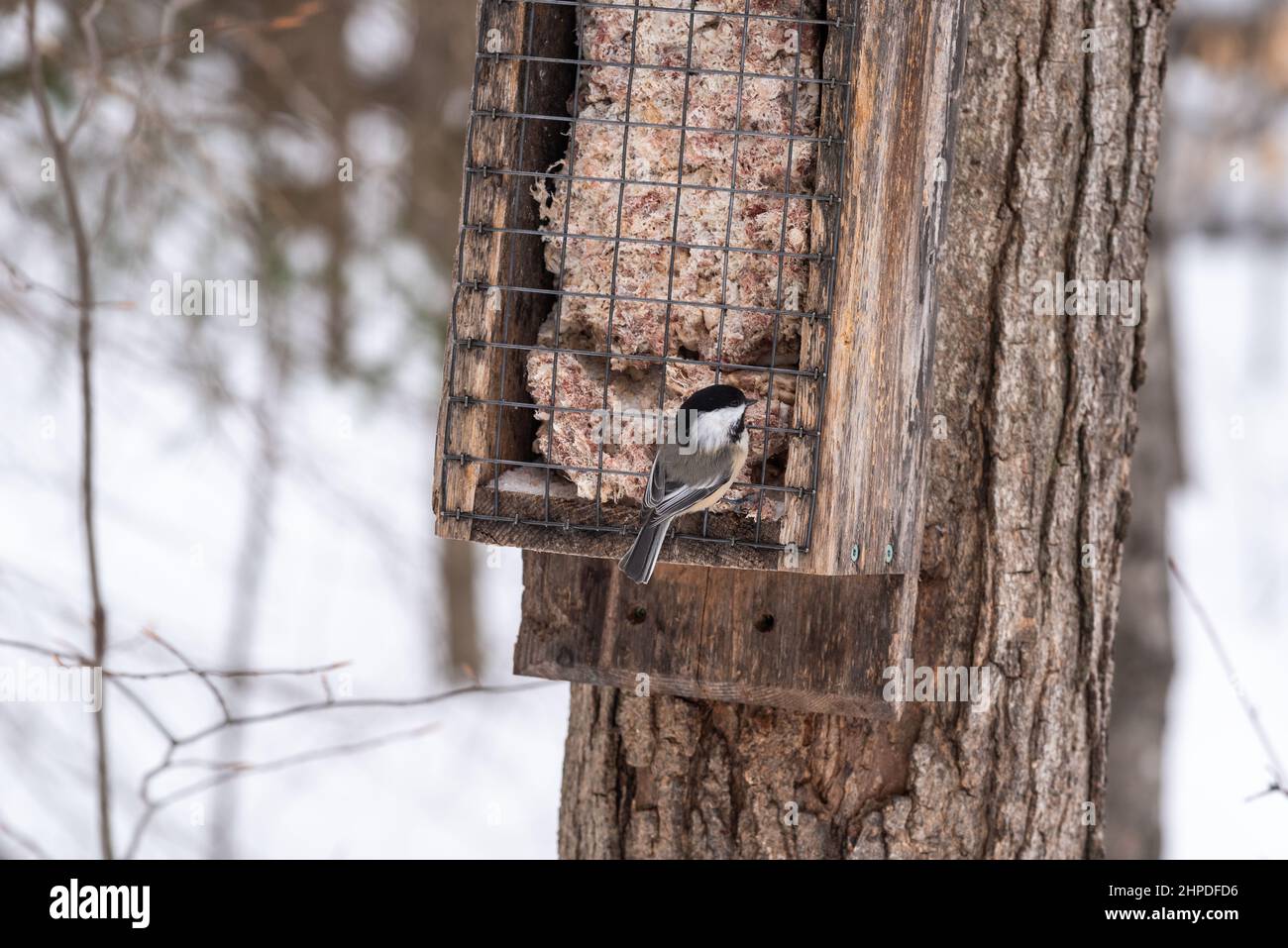 Black capped chickadee at a feeders in winter in the Cap-Tourmente ...