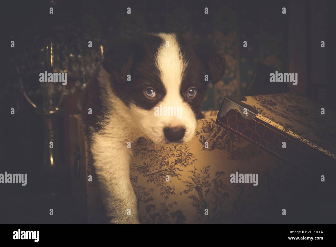Cutel border collie puppy dog coming out of a box on a dark background ...