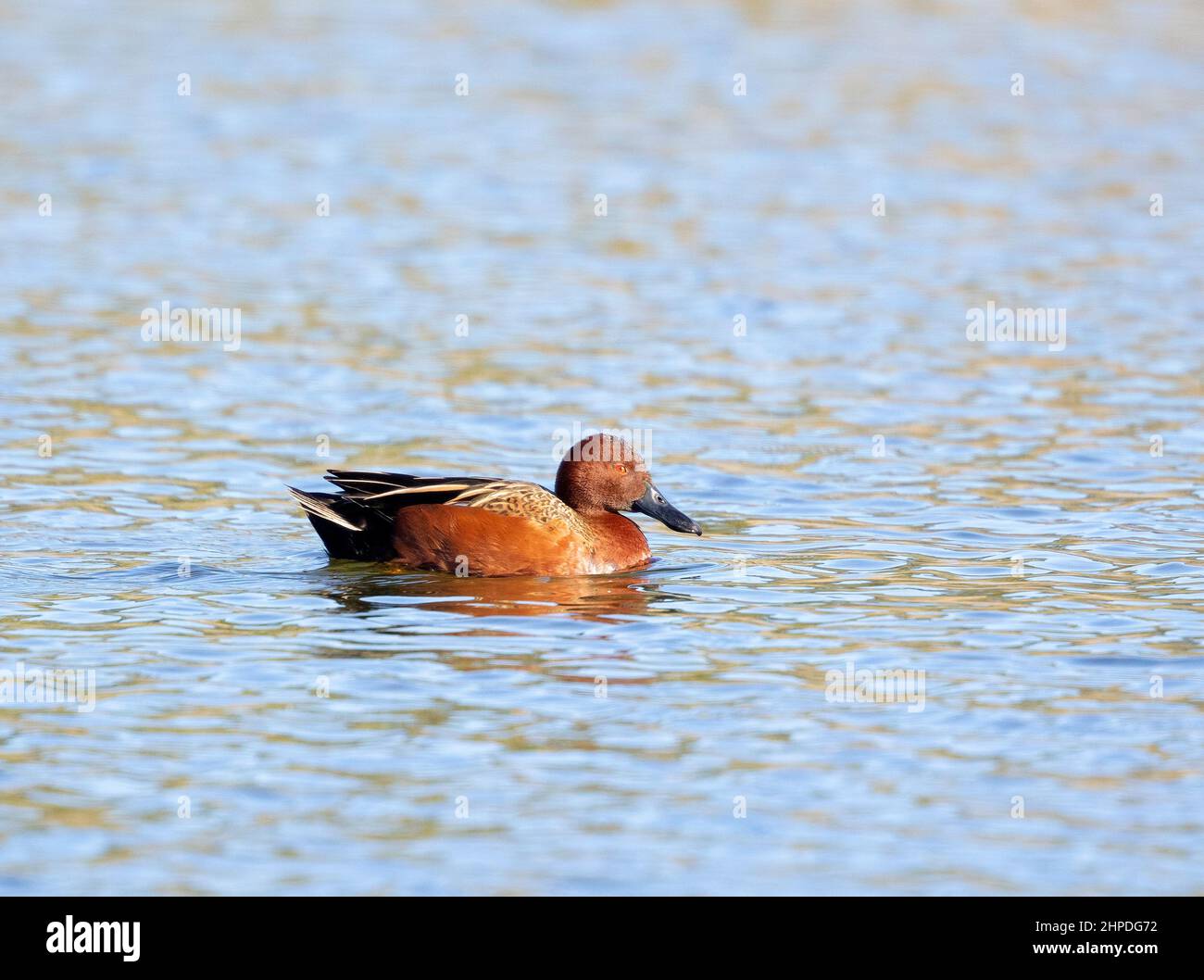 Cinnamon Teal Male Stock Photo - Alamy