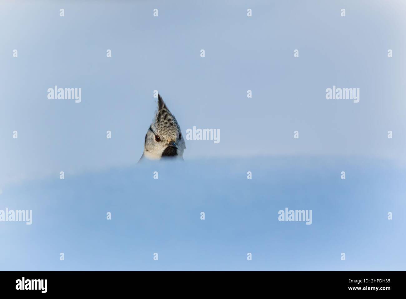 Parus is a genus of Old World birds in the tit family Stock Photo - Alamy