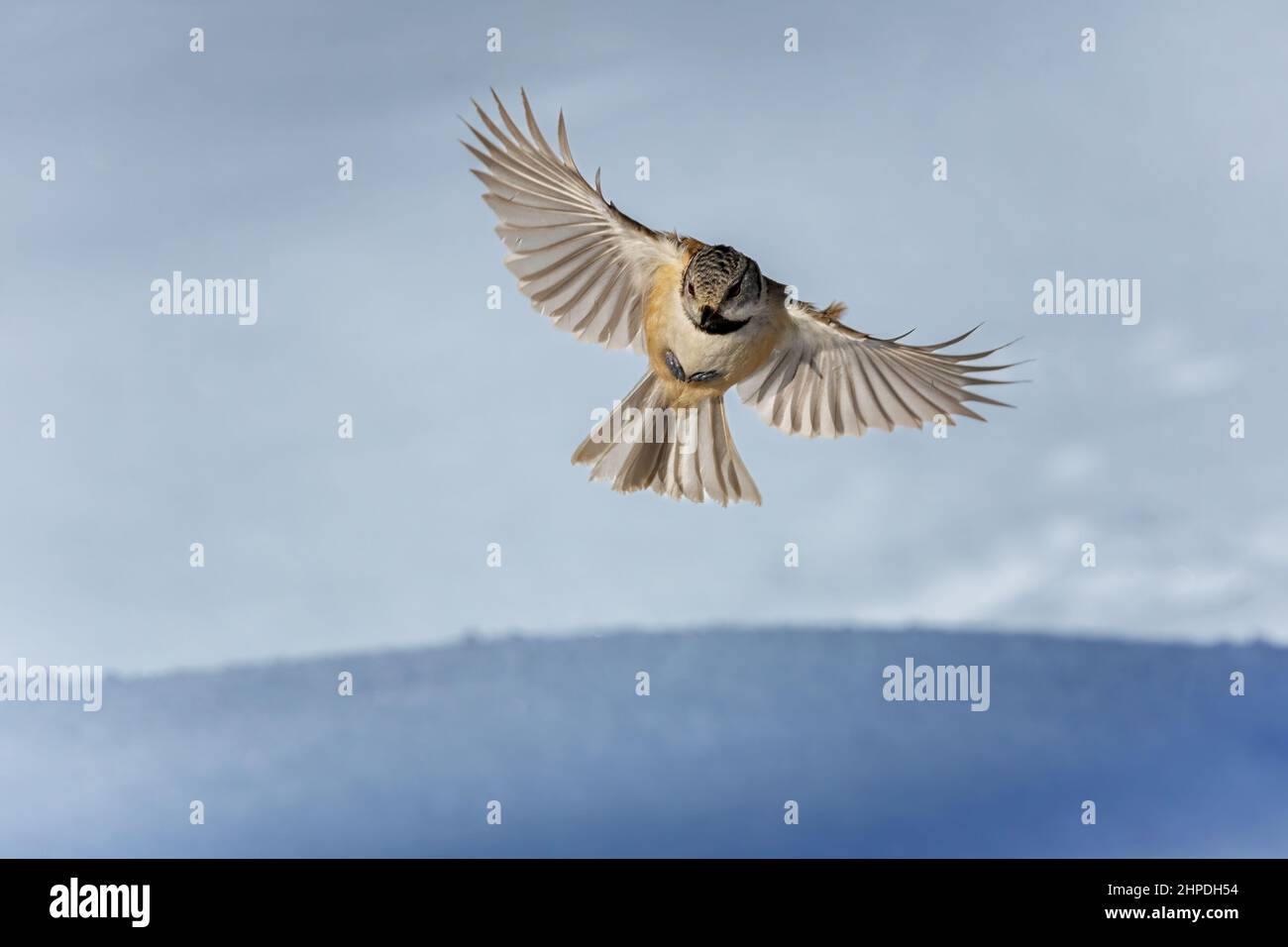 Parus is a genus of Old World birds in the tit family Stock Photo - Alamy