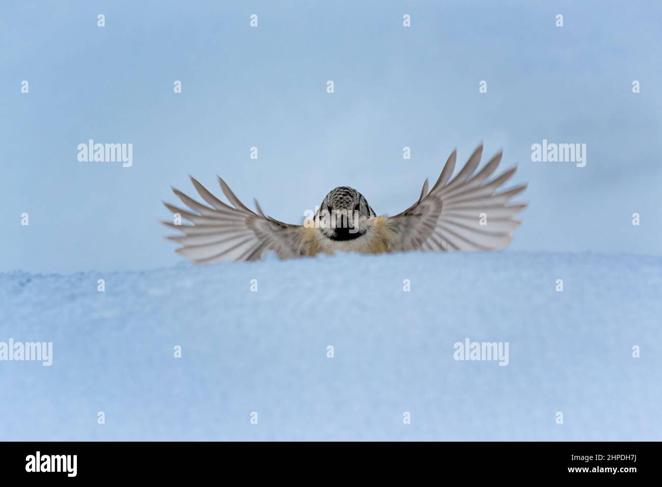 Parus is a genus of Old World birds in the tit family Stock Photo - Alamy