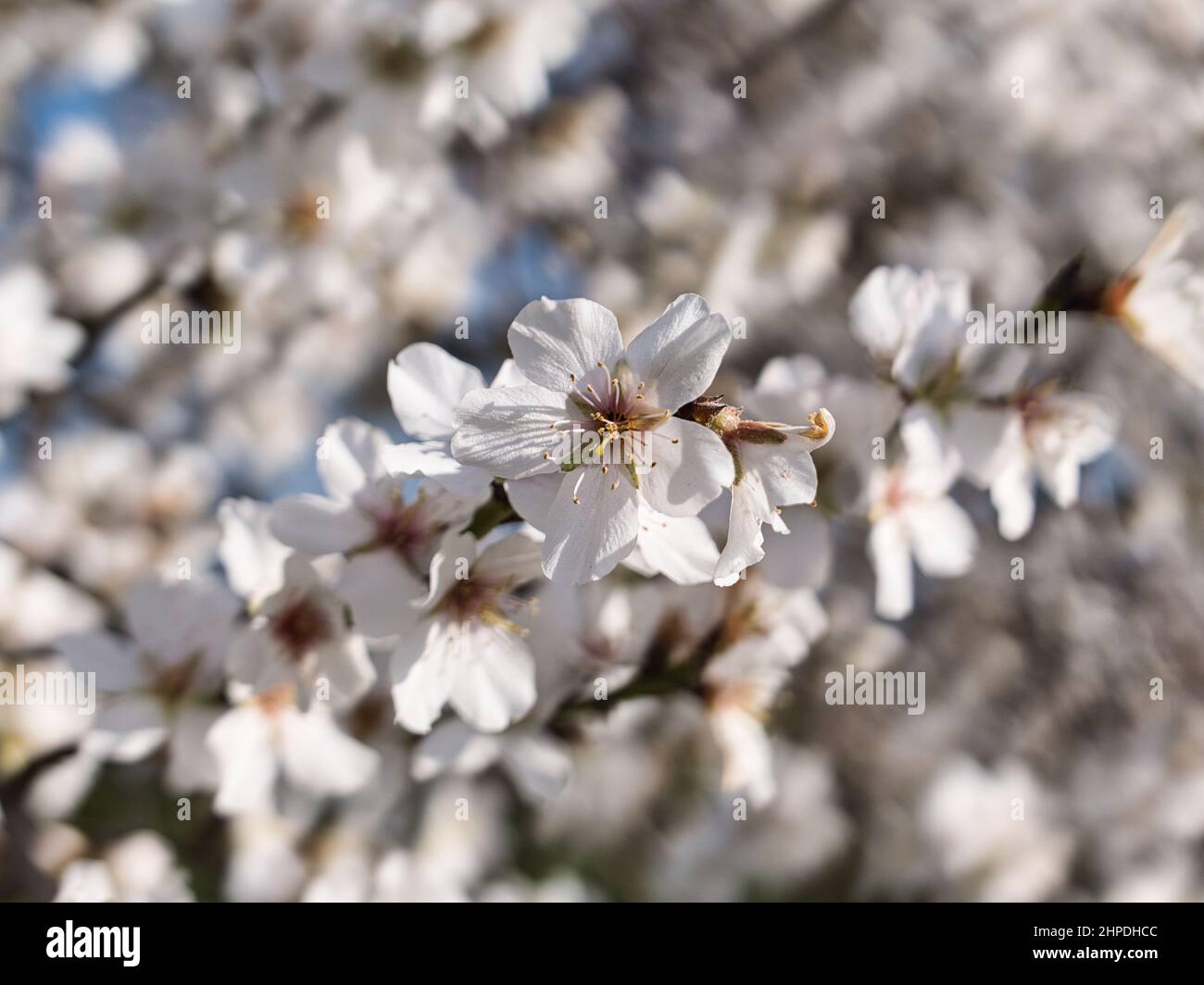 Almond tree branch hi-res stock photography and images - Alamy