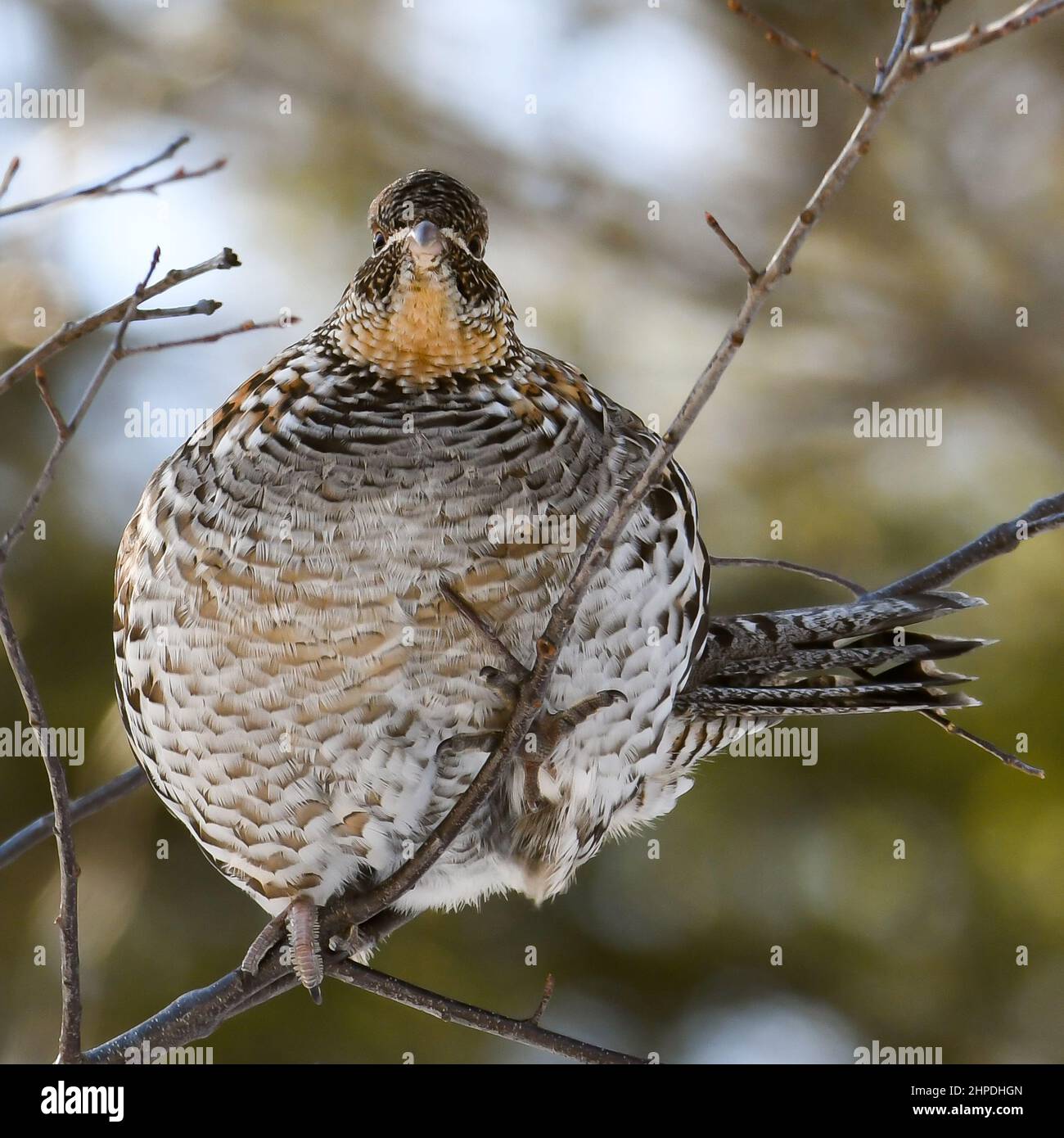 A Ruffed Grouse, Bonasa umbellus, sitting on a thin tree branch and ...
