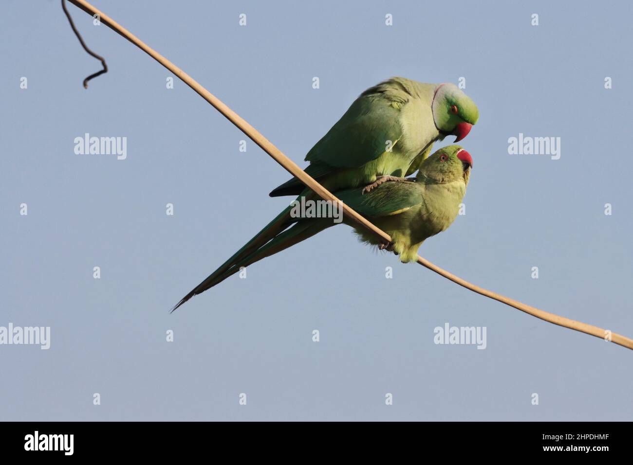 Couple of rose-ringed parakeets with red noses Stock Photo - Alamy