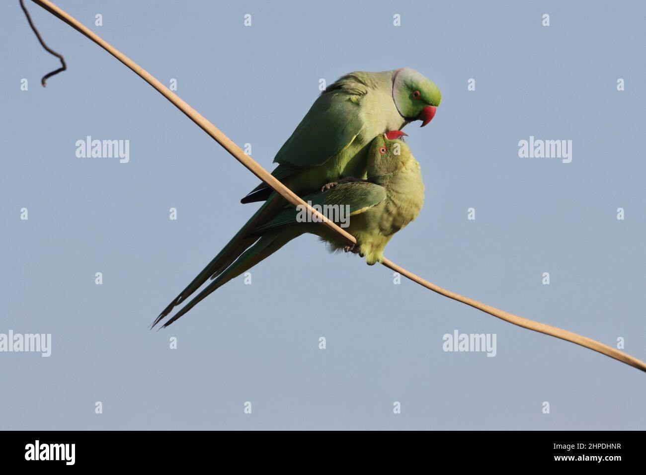 Closeup of two Alexandrine parrots (Psittacula eupatria) mating Stock ...