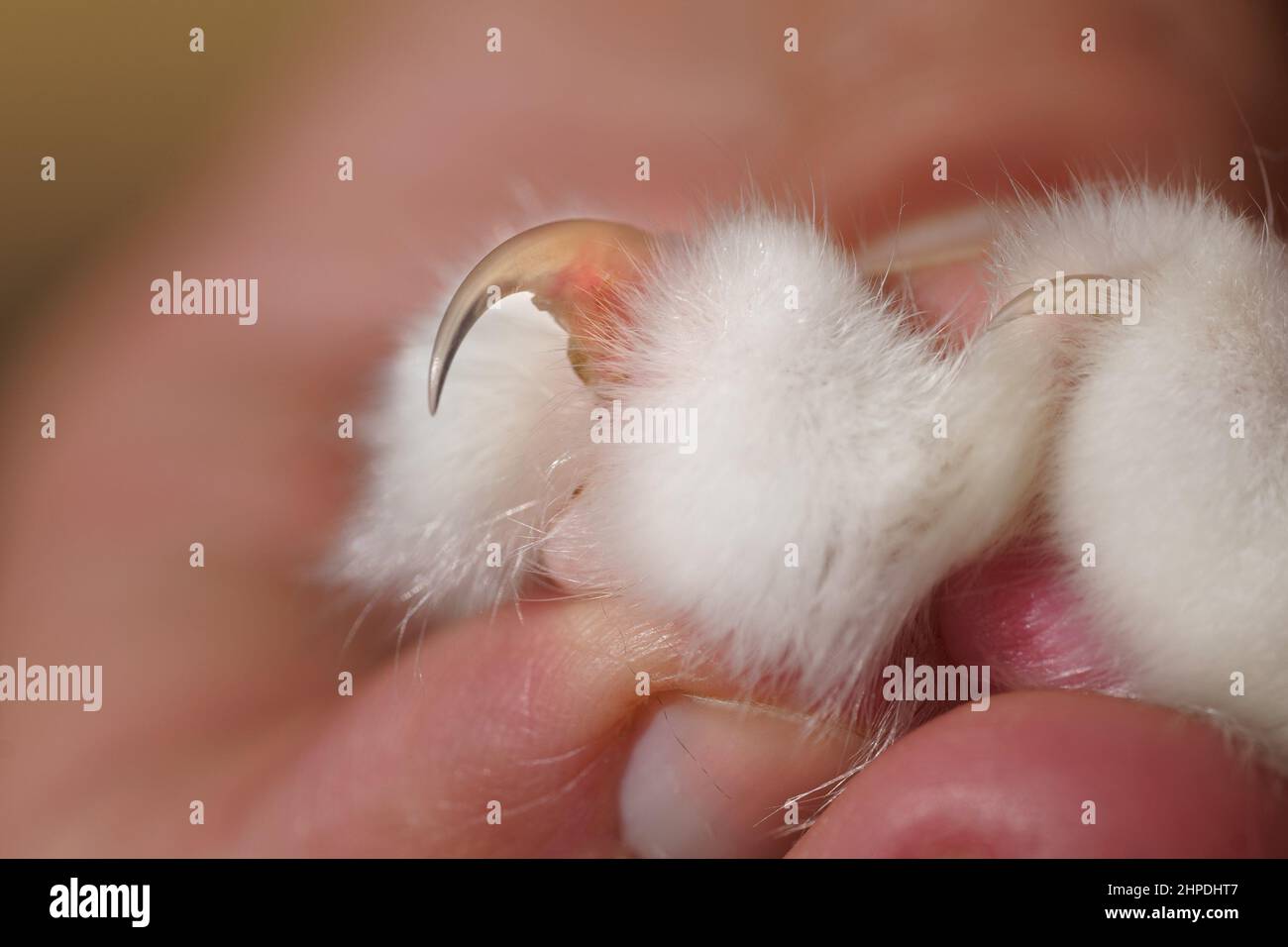 Closeup photo of hand holding cat paw with long and sharp cat claw ...