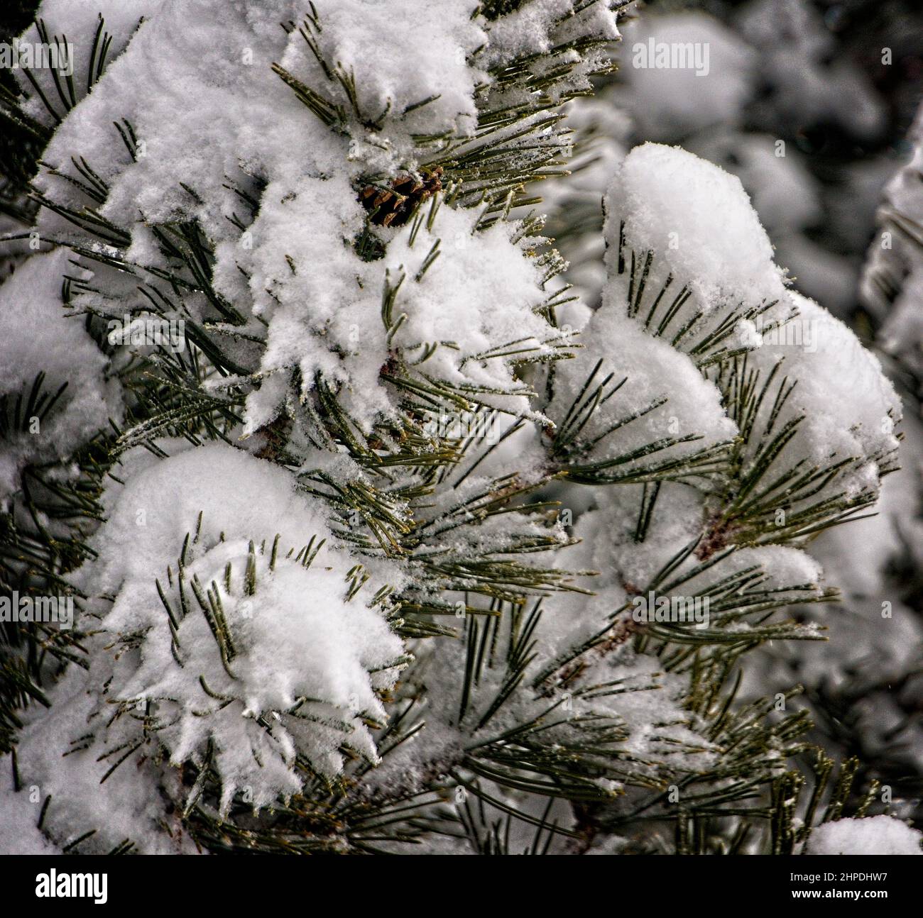 Conifer bushes hi-res stock photography and images - Alamy