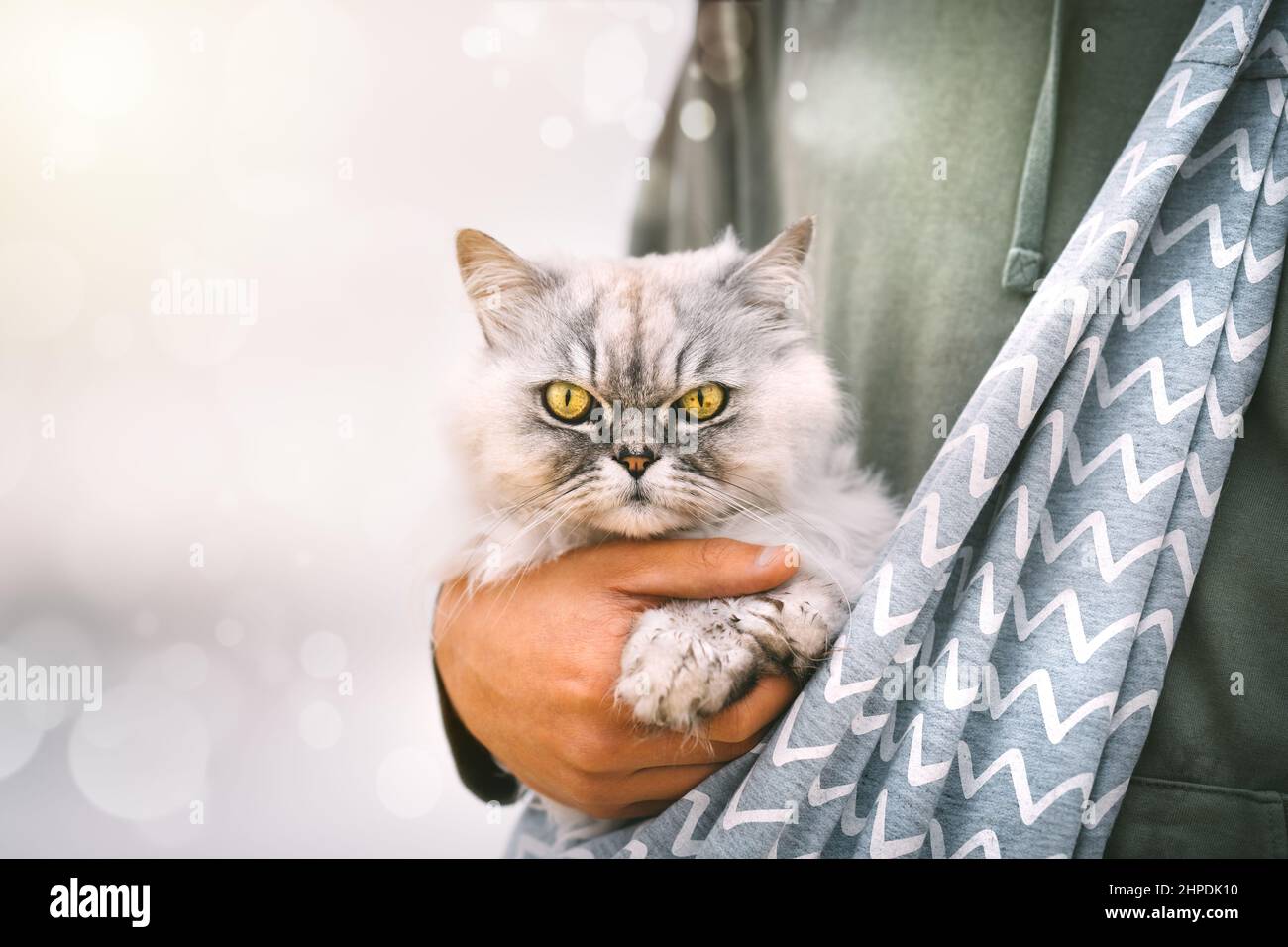 Beautiful grey cat sitting in shoulder cat bag carrier in owner arms ...