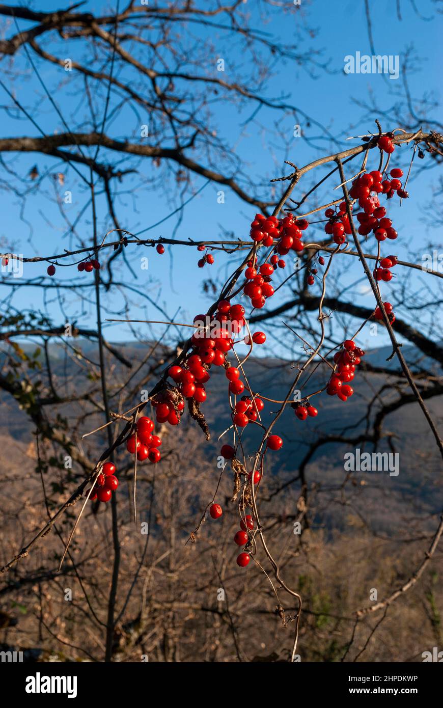 Cluster of wild red berries in winter of Ribes alpinum in portrait with ...